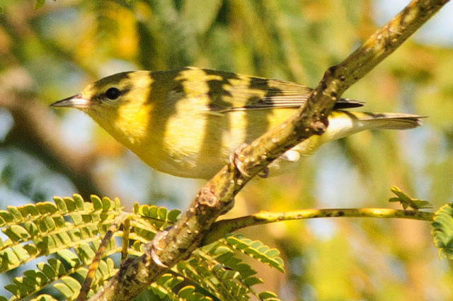 Tennessee Warbler