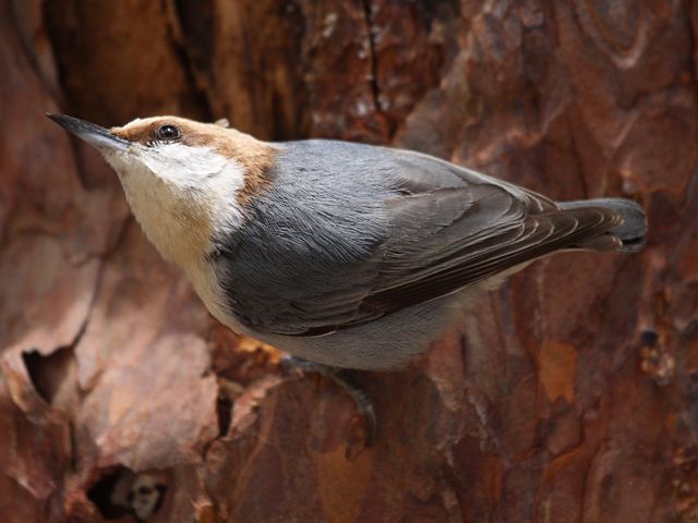 Brown-headed Nuthatch