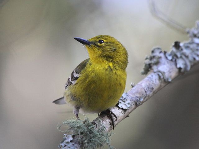 Pine Warbler