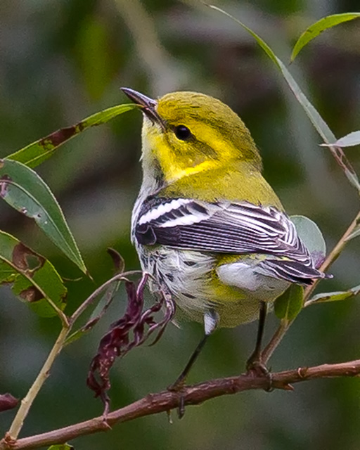 Black-throated Green Warblers