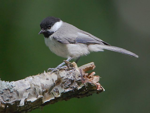 Carolina Chickadee