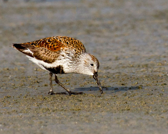 Dunlin