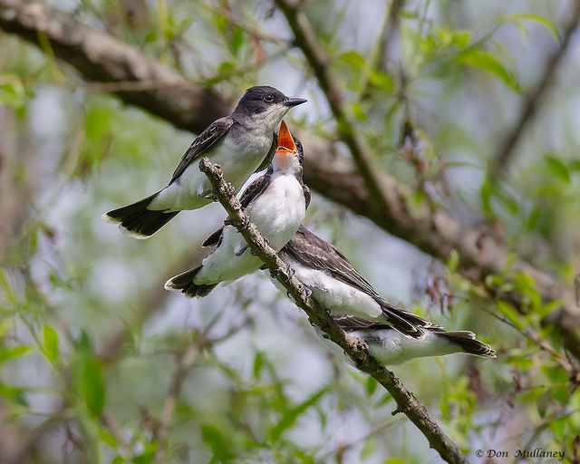 Eastern Kingbird