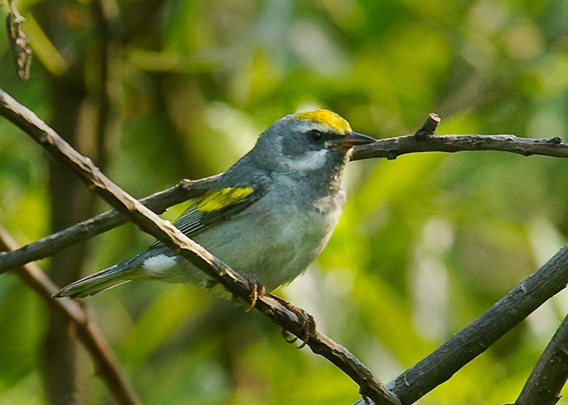 Golden-winged Warbler