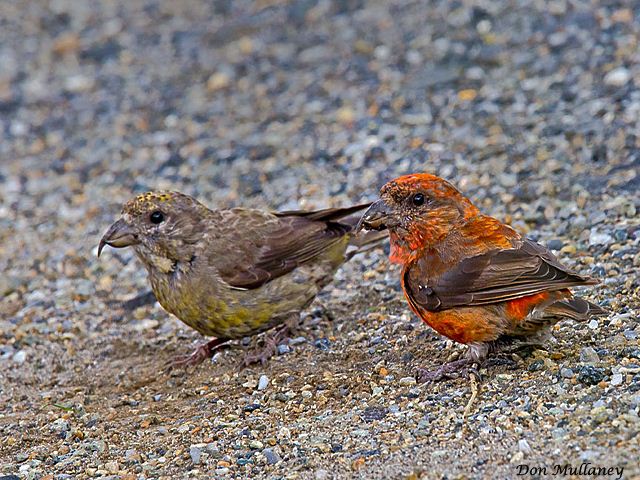 Red Crossbills