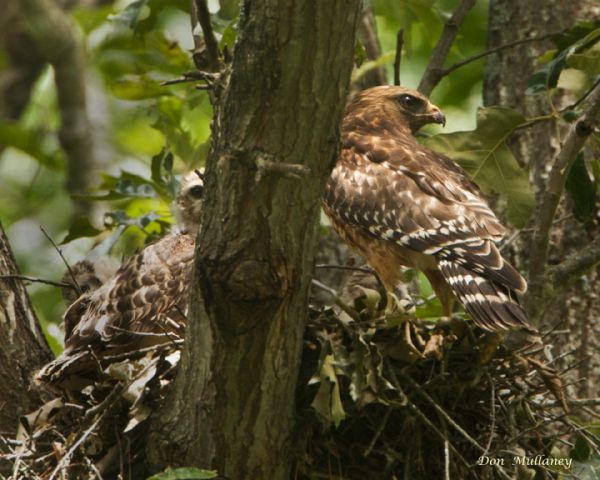 Red-shouldered Hawk