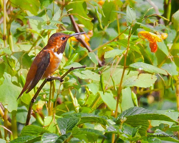 Rufous Hummingbird