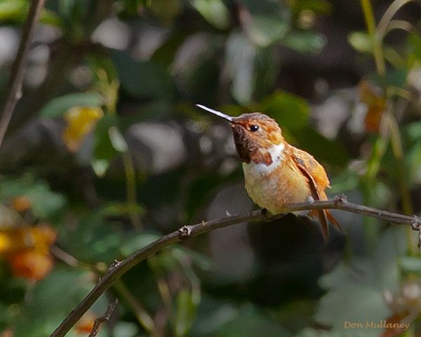 Rufous Hummingbird
