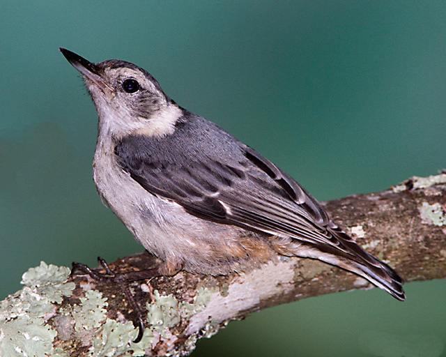 White-breasted Nuthatch