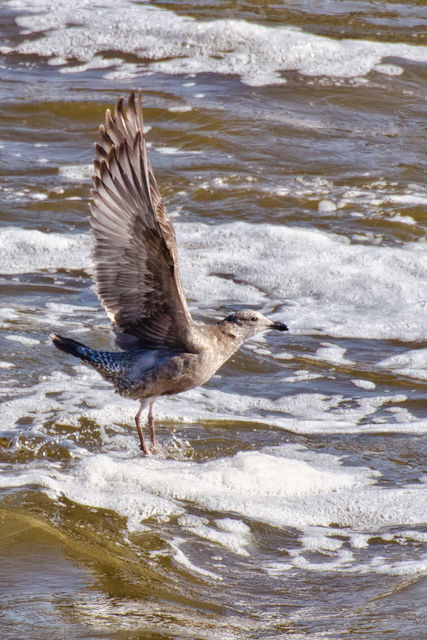 Great Black-backed Gull