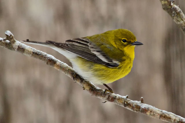 Pine Warbler