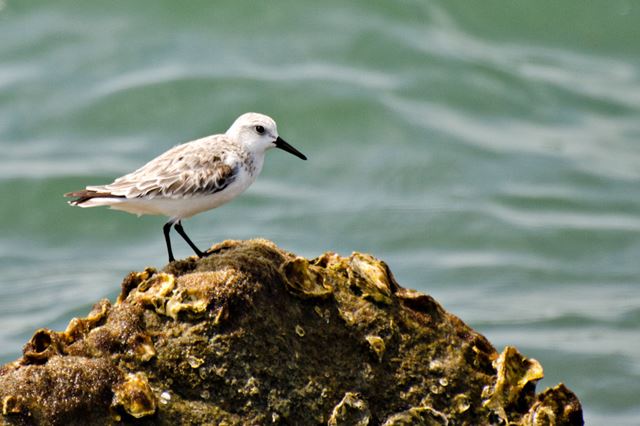 Sanderling