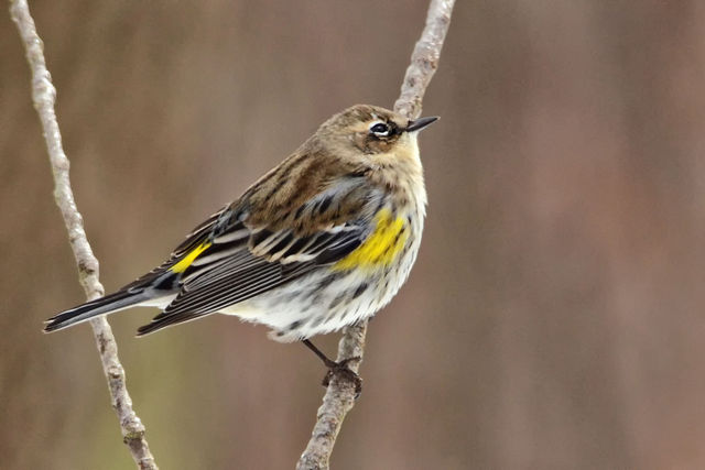 Yellow-rumped Warbler
