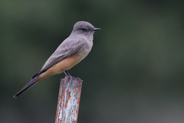 Say's Phoebe