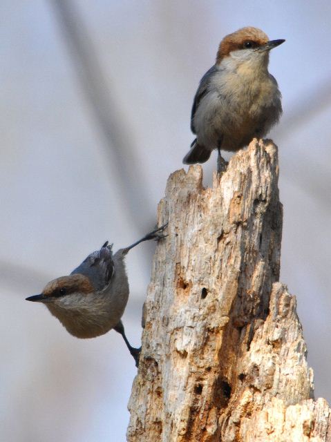 Brown-headed Nuthatch
