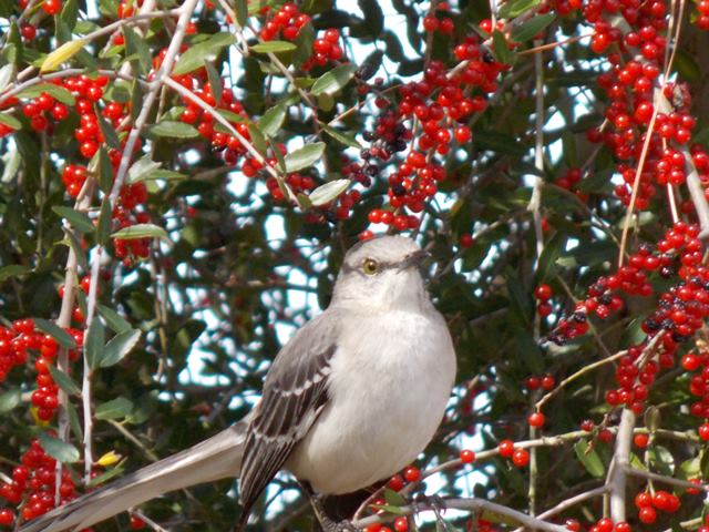 Northern Mockingbird