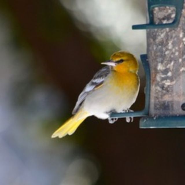 Bullock's Oriole