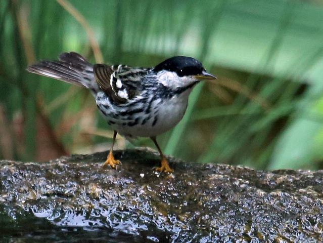 Blackpoll Warbler