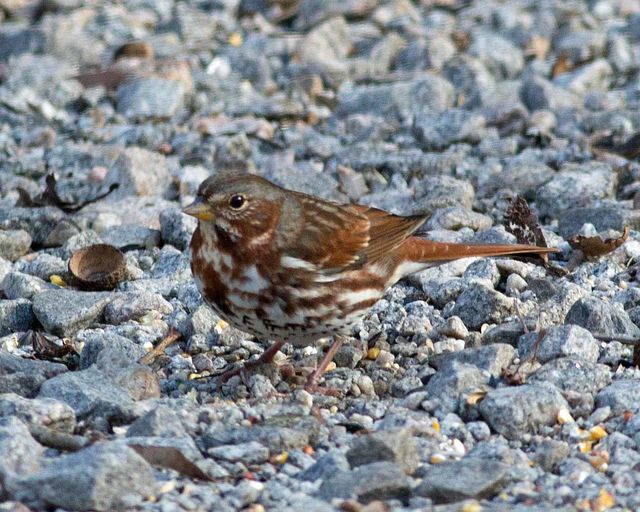 Fox Sparrow