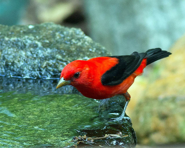 Scarlet Tanager
