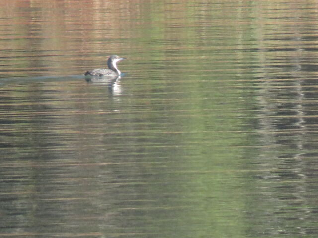 Pacific Loon