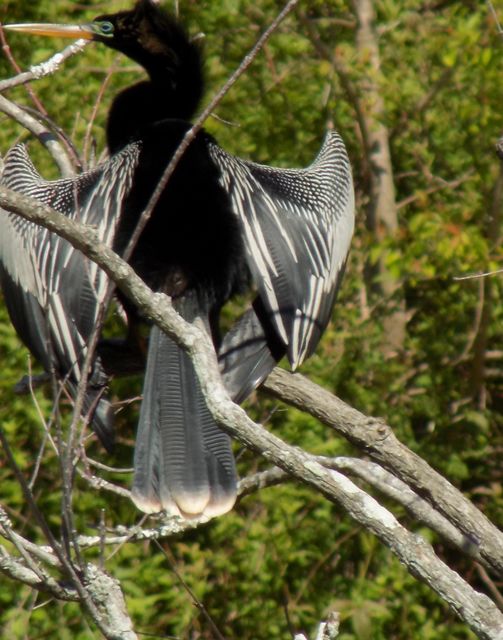 Anhinga