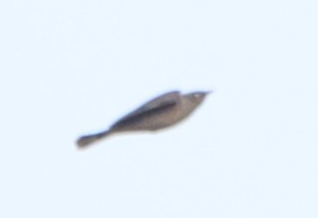 Townsend's Solitaire