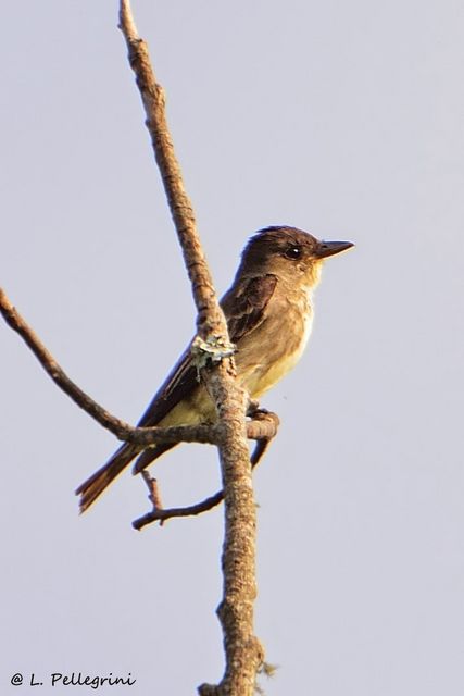 Olive-sided Flycatcher