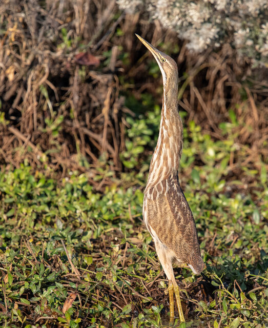 American Bittern