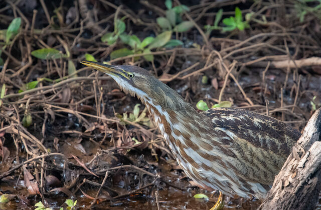 American Bittern