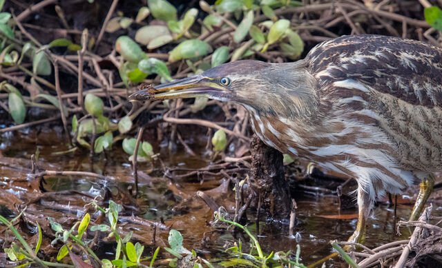 American Bittern
