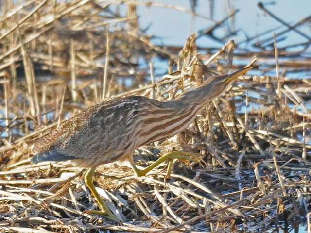 American Bittern