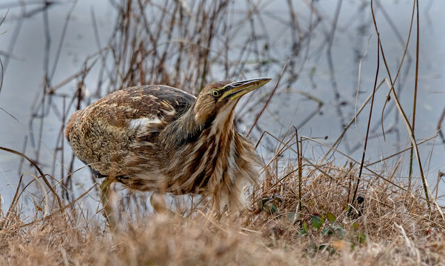 American Bittern