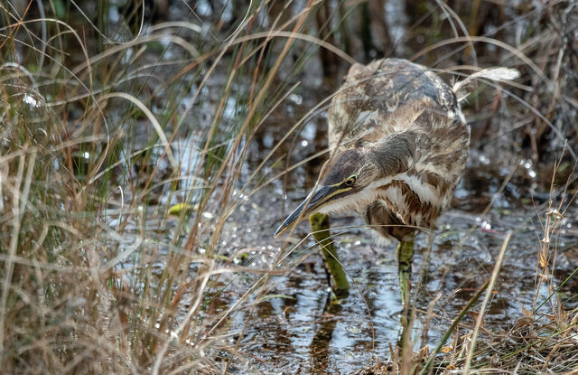 American Bittern
