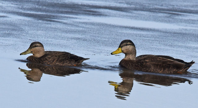 American Black Duck