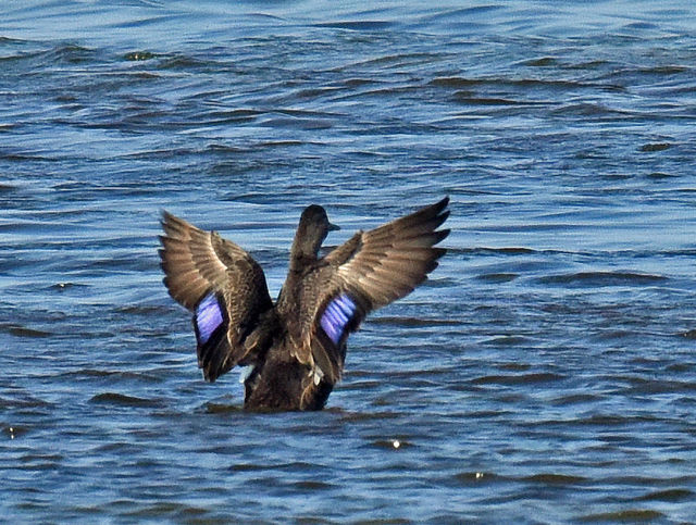 American Black Duck