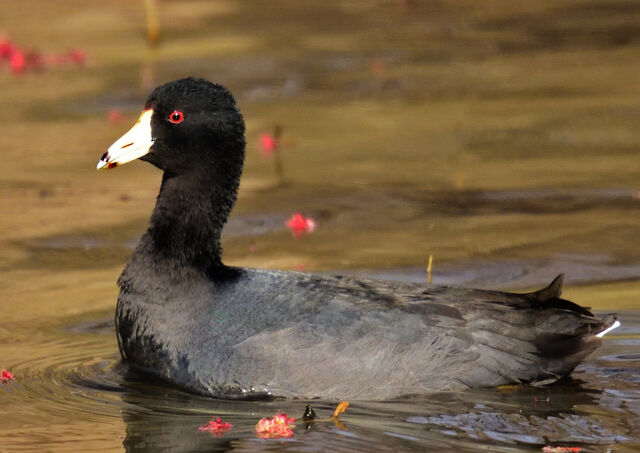 American Coot