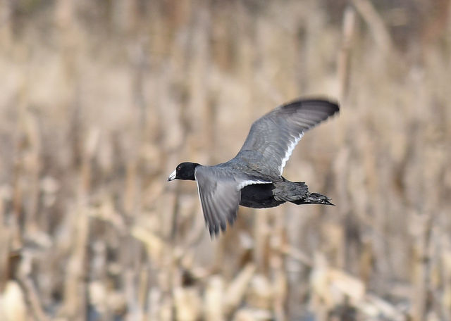 American Coot