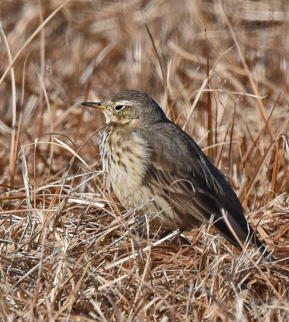American Pipit