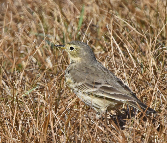 American Pipit