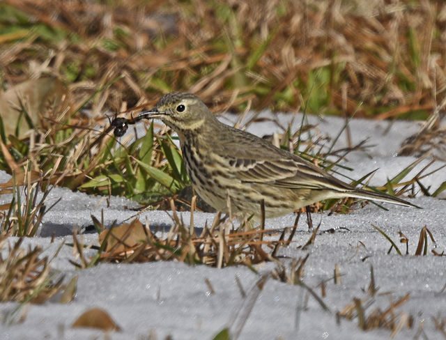 American Pipit