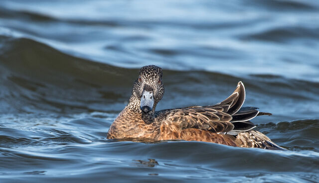 American Wigeon