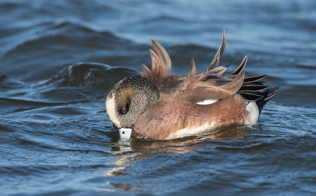 American Wigeon