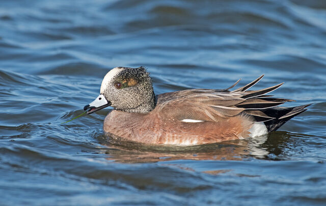 American Wigeon