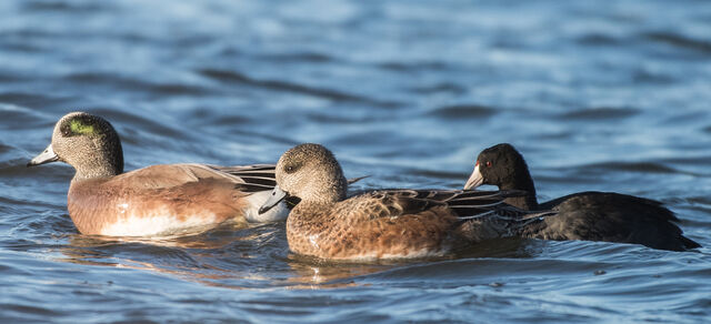 American Wigeon
