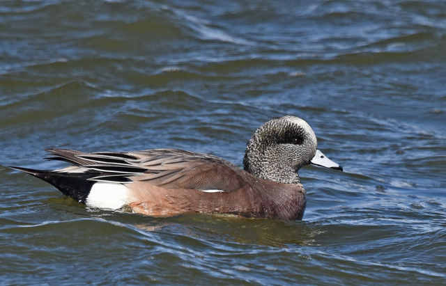 American Wigeon