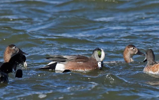 American Wigeon