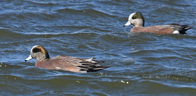 American Wigeon
