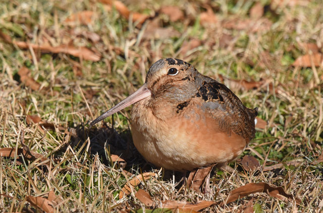 American Woodcock