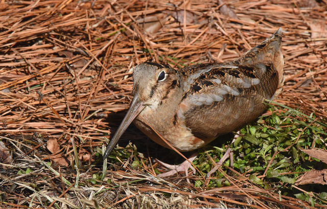 American Woodcock